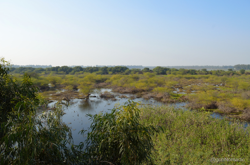 Notes from Haryana; The bird paradise of Bhindawas | bNomadic