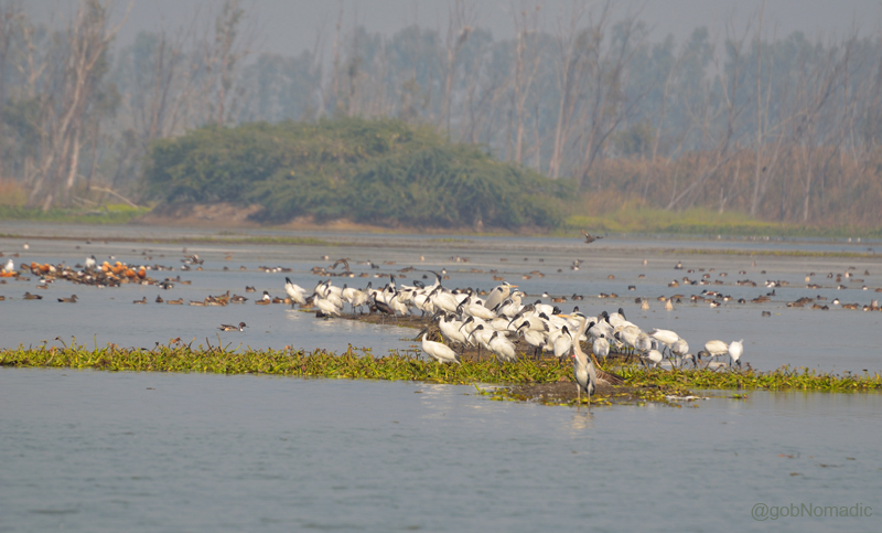 Notes from Haryana; The bird paradise of Bhindawas | bNomadic